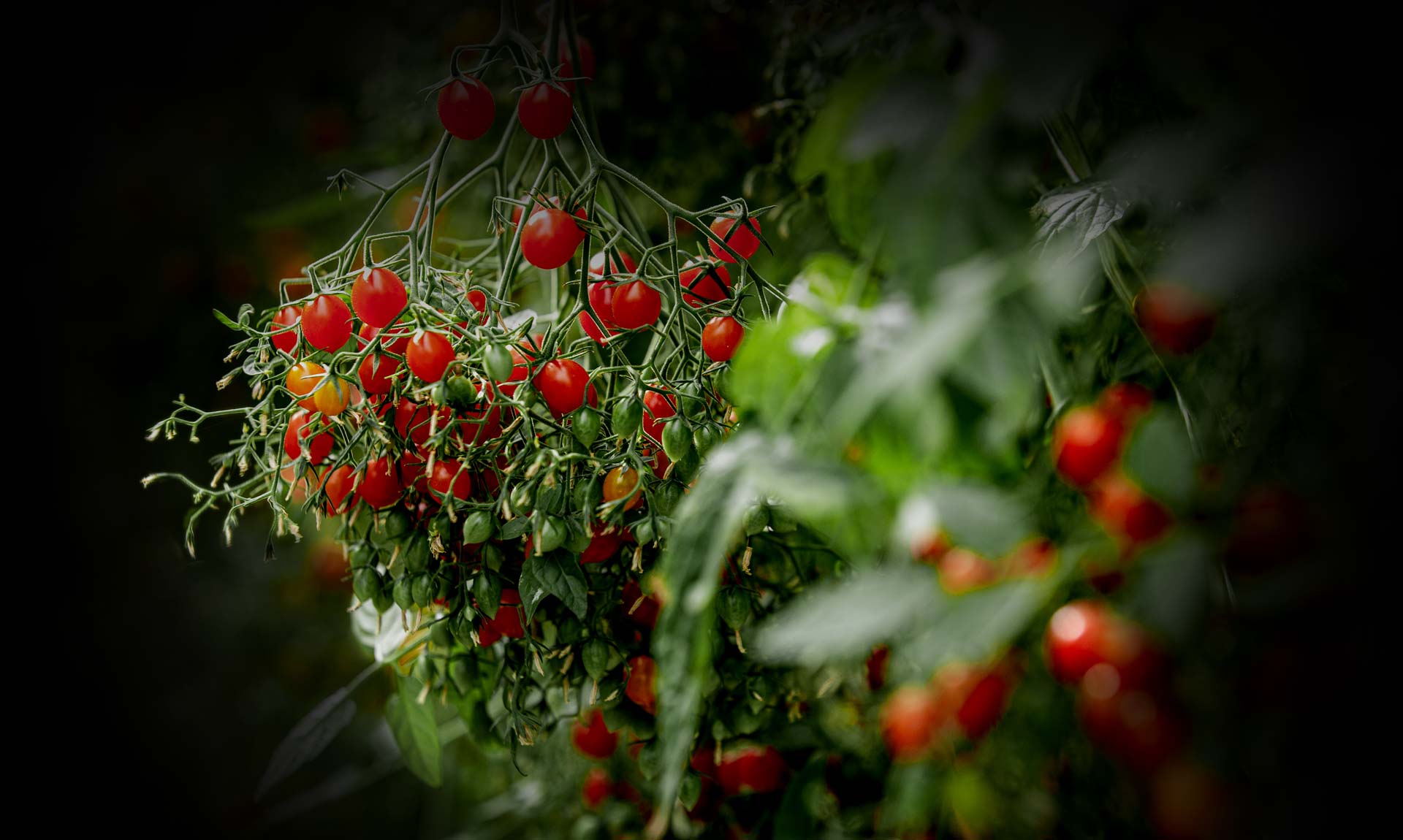 Home - Eminent Seeds